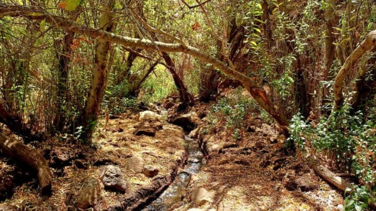 Maspalomas: Barranco de los Cernicalos Rainforest Hike - What Makes Barranco de los Cernícalos Special?