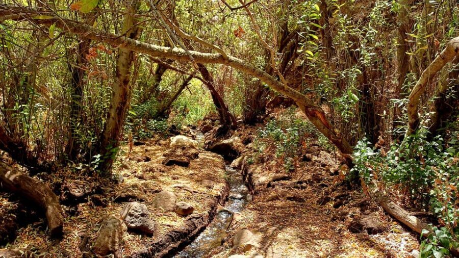 Maspalomas: Barranco de los Cernicalos Rainforest Hike - What Makes Barranco de los Cernícalos Special?