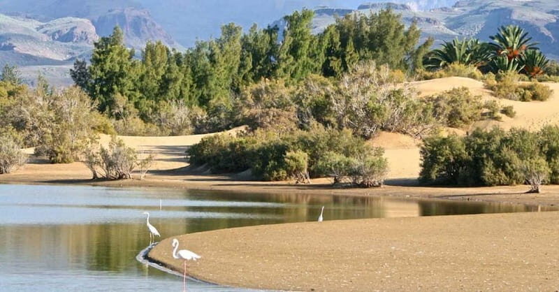Maspalomas: E-Bike Sightseeing Sunset Tour or Morning Tour - The Sum Up