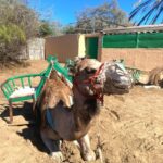 Maspalomas: Guided Camel Ride in the Maspalomas Sand Dunes - Who Should Consider This Tour?