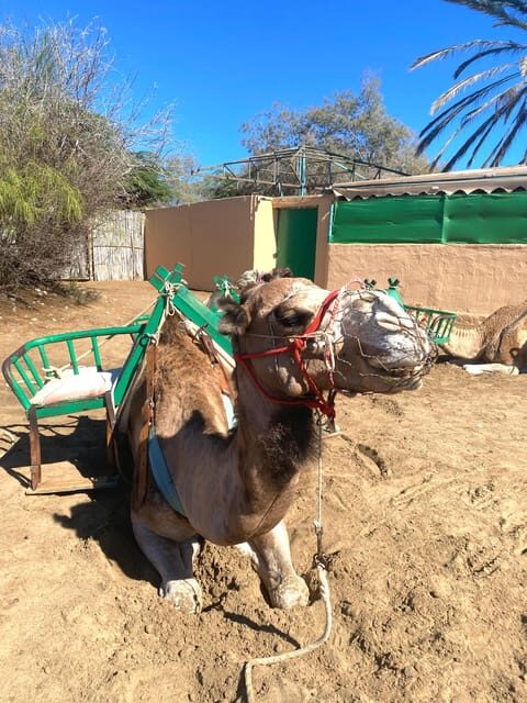 Maspalomas: Guided Camel Ride in the Maspalomas Sand Dunes - Who Should Consider This Tour?