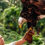 Maspalomas: Palmitos Park Ticket with Dolphin and Bird Shows - FAQ
