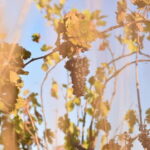 Massmamier La Mignarde : Wine Tasting - The Value of This Experience