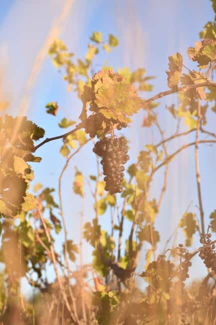 Massmamier La Mignarde : Wine Tasting - The Value of This Experience