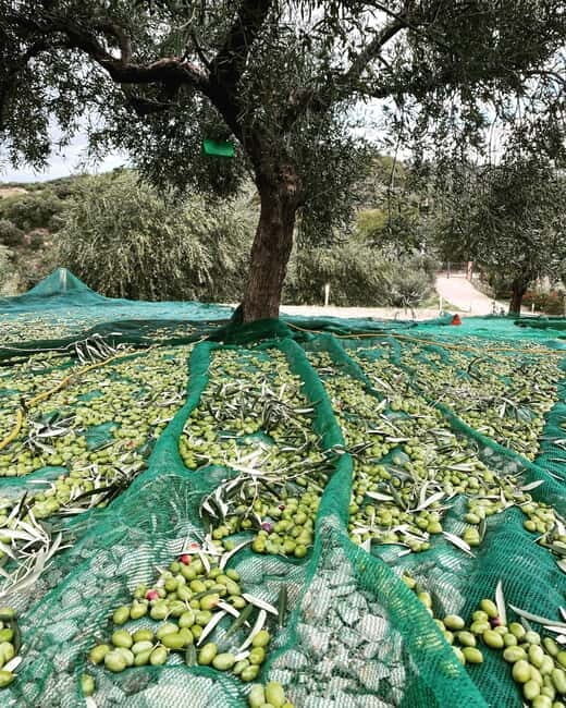 Matera: Olive harvest with brunch and visit to the mill - Final Thoughts