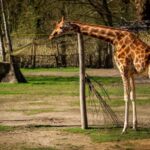 Mechelen: Planckendael ZOO Entry Ticket - Who Should Visit?