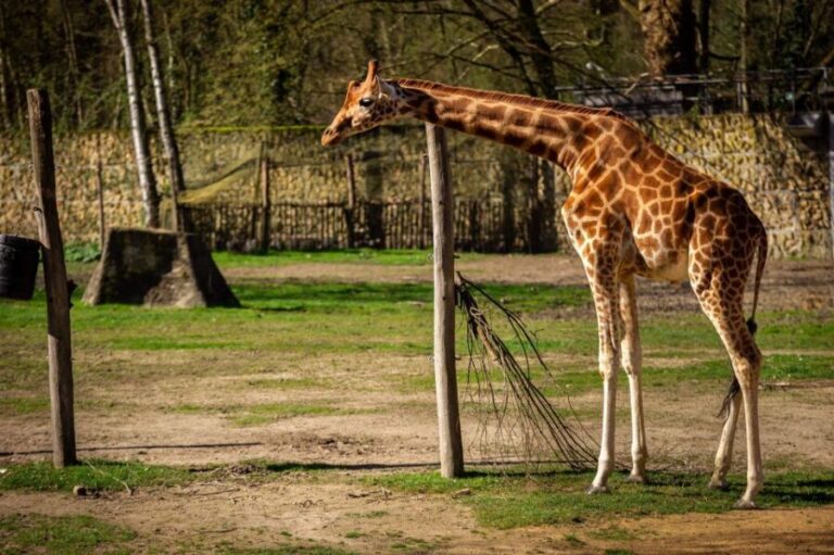 Mechelen: Planckendael ZOO Entry Ticket - Who Should Visit?