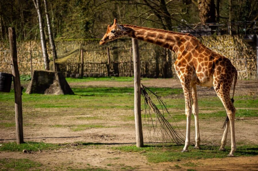 Mechelen: Planckendael ZOO Entry Ticket - Who Should Visit?