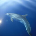 Medulin: Full-Day Boat Tour of the Archipelago w/ Lunch - Practical Details