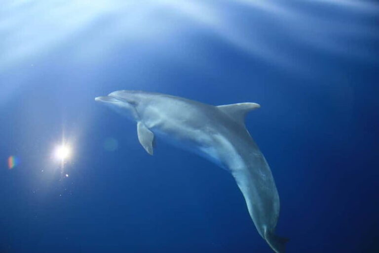 Medulin: Full-Day Boat Tour of the Archipelago w/ Lunch - Practical Details