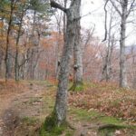 Medvedgrad Fortress: Half Day Guided Walking Tour from Zagreb - Walking Tour Features and the Journey to Medvedgrad