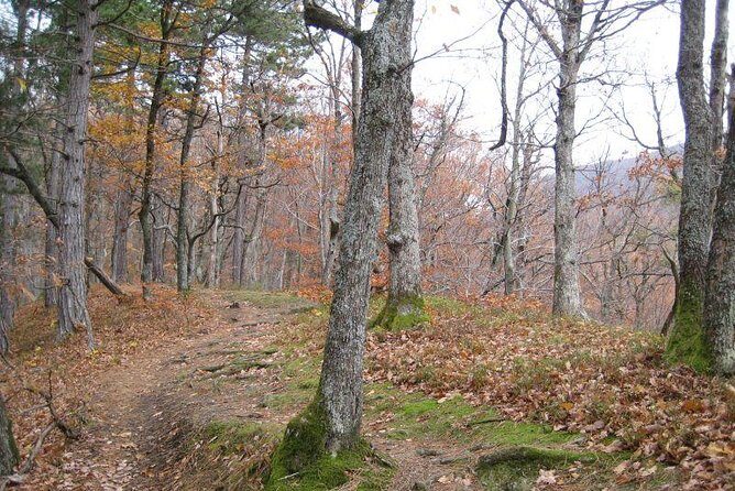 Medvedgrad Fortress: Half Day Guided Walking Tour from Zagreb - Walking Tour Features and the Journey to Medvedgrad