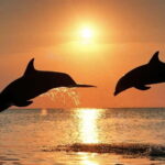 Meet the Dolphins  Escursione in Gommone - RIB Excursion - An Understated Adventure: What You Can Expect