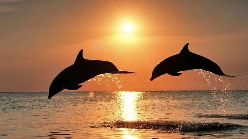 Meet the Dolphins  Escursione in Gommone - RIB Excursion - An Understated Adventure: What You Can Expect
