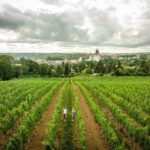 Meissen: Wine hike in the Proschwitz vineyards incl. 3-person wine tasting - Who Will Love This Tour?