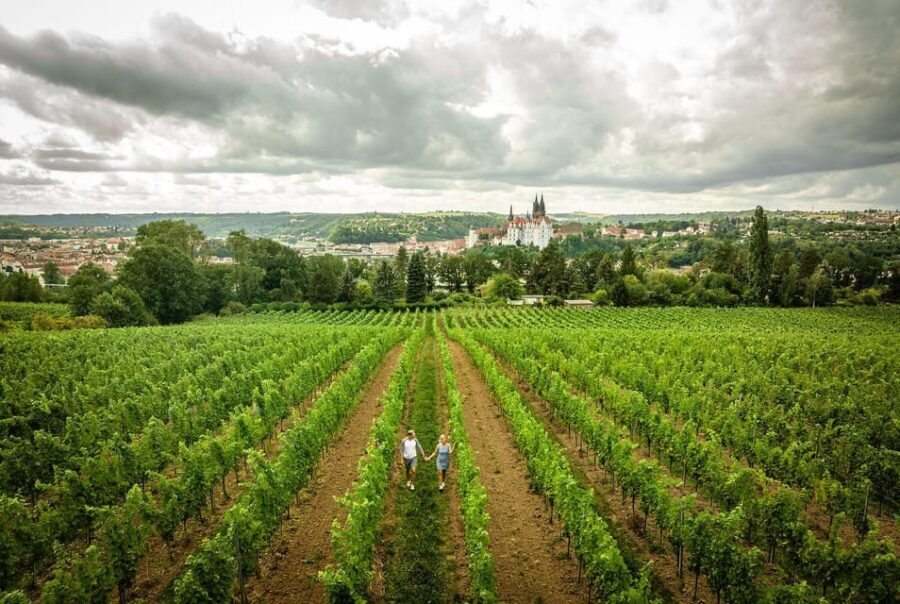 Meissen: Wine hike in the Proschwitz vineyards incl. 3-person wine tasting - Who Will Love This Tour?