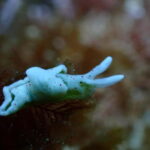 Menorca: 1 single dive (IMPORTANT: Certification REQUIRED) - What’s Included and What’s Not