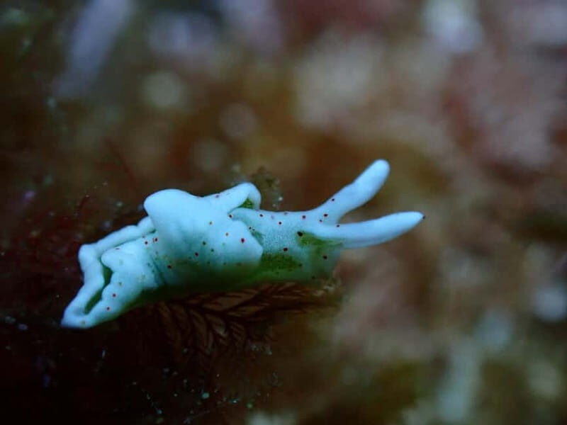 Menorca: 1 single dive (IMPORTANT: Certification REQUIRED) - What’s Included and What’s Not