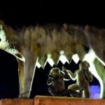 Merida: Legends and Mysteries Night Tour - The Detailed Experience: What to Expect