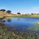 Mértola: Traditional Wine Tasting Experience - Who Should Consider This Experience?