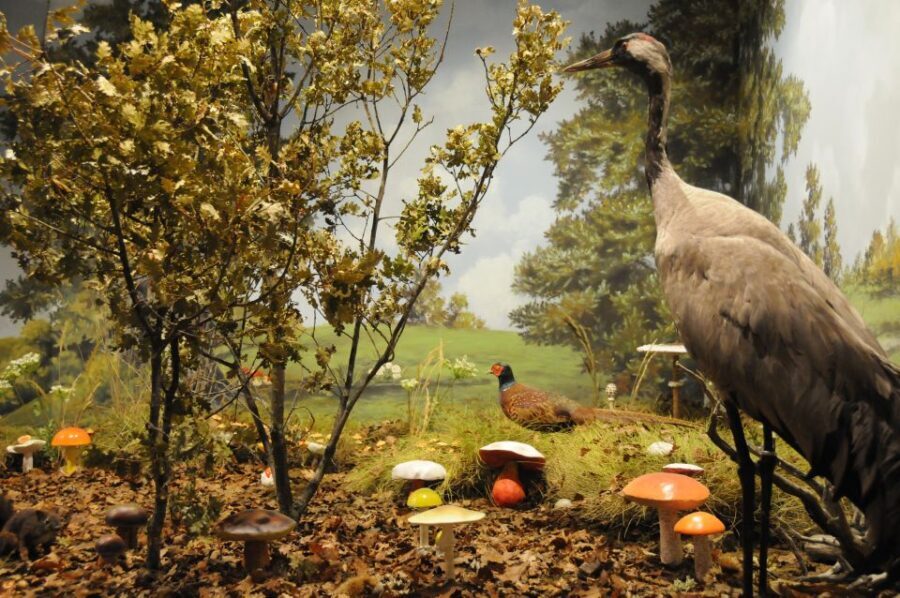 Meteora: Natural History Museum and Mushroom Museum Tour - What the Collections Feature and How They Enhance Your Visit