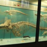 Milan: Natural History Museum Entry Ticket & Audio Guide - Who Should Consider This Experience?