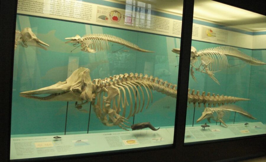 Milan: Natural History Museum Entry Ticket & Audio Guide - Who Should Consider This Experience?
