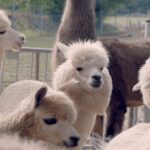 Mödling/Vienna: Scenic Guided Hike with Alpacas and Llamas - Detailed Itinerary Breakdown