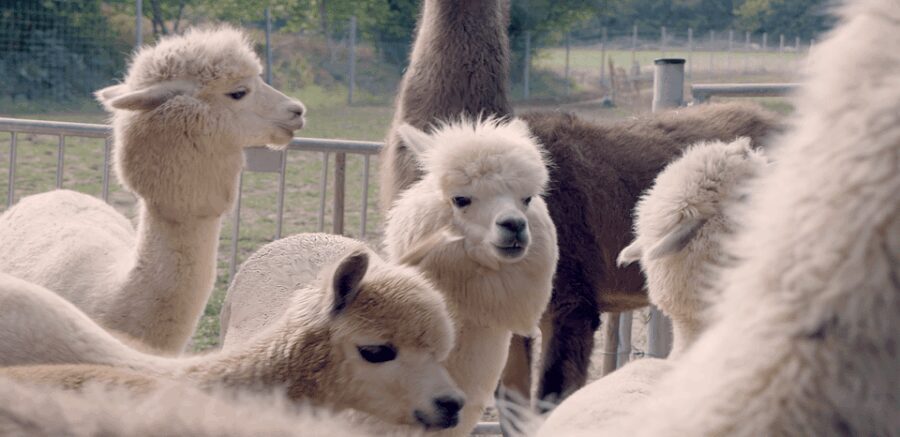 Mödling/Vienna: Scenic Guided Hike with Alpacas and Llamas - Detailed Itinerary Breakdown