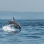 Molène Archipelago: Sea trips departing from Crozon. Seals, dolphins, - What to Expect During the Voyage