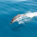 Monaco : Cetacean Watching Boat Cruise - Who Is This Tour Best For?