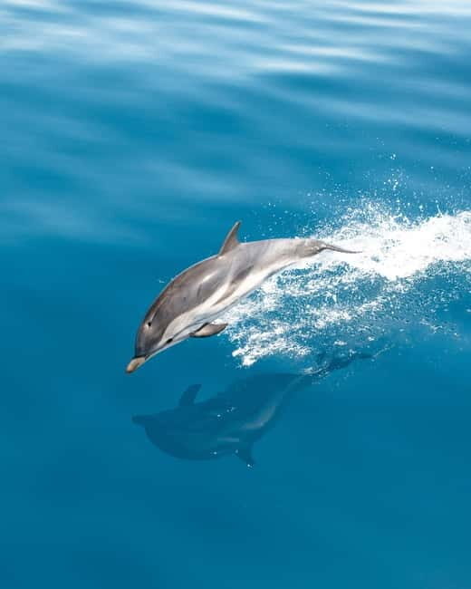 Monaco : Cetacean Watching Boat Cruise - Who Is This Tour Best For?