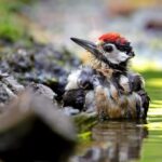Monferrato: Birdwatching and Wildlife Photography Experience - Frequently Asked Questions
