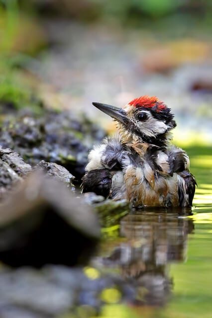 Monferrato: Birdwatching and Wildlife Photography Experience - Frequently Asked Questions
