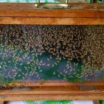 Monferrato: Honey and Mead Tasting Experience - An In-Depth Look at the Experience