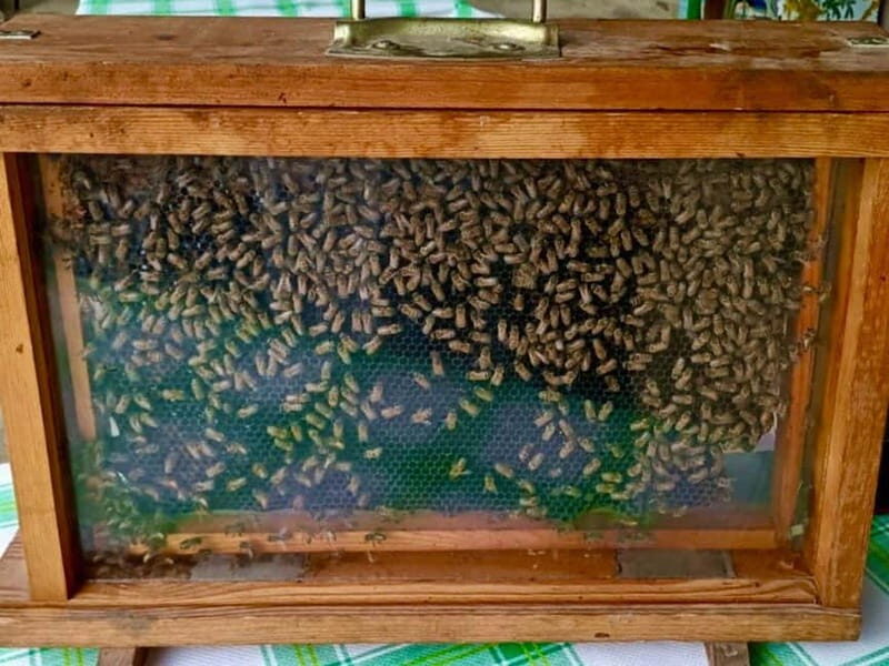Monferrato: Honey and Mead Tasting Experience - An In-Depth Look at the Experience