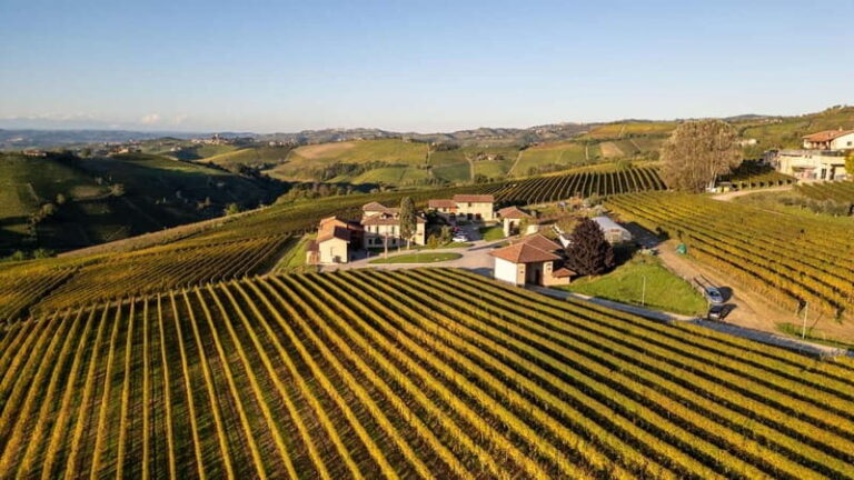 Monforte d'Alba: 7 glasses of Langhe with visit to Winery and Vineyards - What Travelers Can Expect and Why It Matters