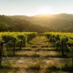 Monforte d'Alba: Barolo Tasting, Vineyard & Cellar Visit - Full Breakdown of the Experience