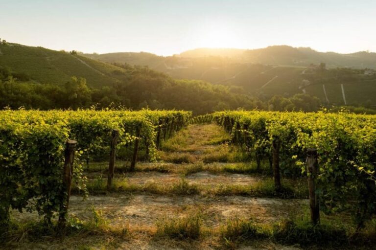 Monforte d'Alba: Barolo Tasting, Vineyard & Cellar Visit - Full Breakdown of the Experience