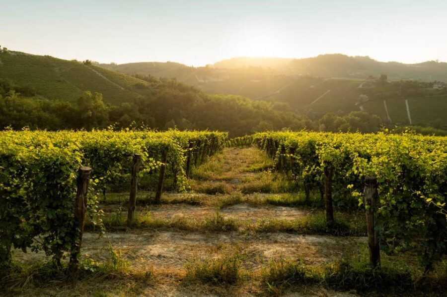 Monforte d'Alba: Barolo Tasting, Vineyard & Cellar Visit - Full Breakdown of the Experience