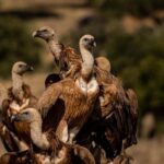 Monfrague Wildlife Experience: Vultures Close-up - The Itinerary in Detail