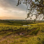 Montalcino: Wine Tasting and Tuscan Lunch - Taste, Sight, and Storytelling: What Makes This Tour Stand Out?