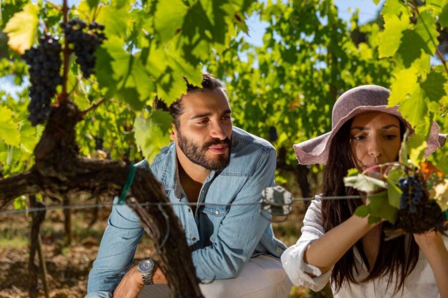 Montepulciano: Wine Tasting in the Tuscan countryside - Authenticity and Value for Travelers