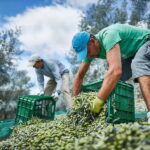 Monterosa Olive Grove: Visit to the Mill & Olive Oil Tasting - Exploring the Monterosa Olive Grove Tour in Detail