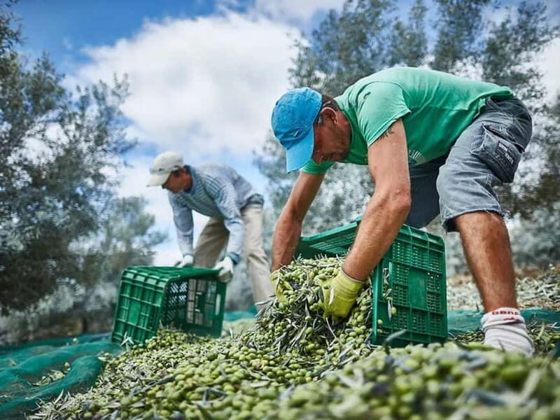 Monterosa Olive Grove: Visit to the Mill & Olive Oil Tasting - Exploring the Monterosa Olive Grove Tour in Detail