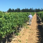 Montpellier Wine and Oyster Tour - Visiting the Wine Estate: History and Hospitality