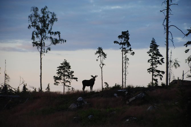 Moose safari in the wild Sweden Tiveden - Key Points