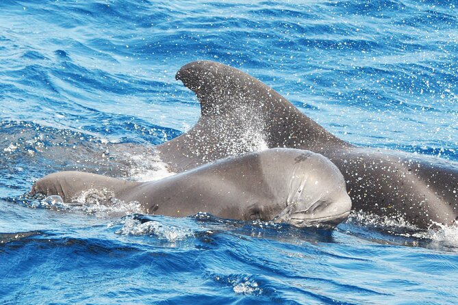 Morro Jable: 2 Hours Magic Dolphin & Whale watching with Drinks & Swim Stop. - Key Points