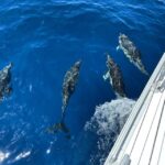 Morro Jable: Sailing Boat Excursion with Food and Drinks - The Intimate Group & Personal Touch