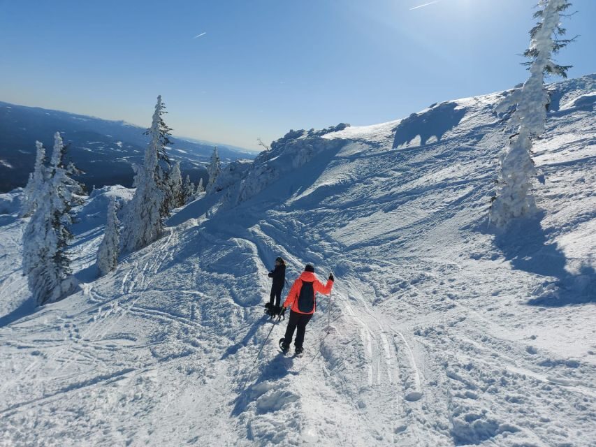 Mount Arber: Snowshoeing in the Bavarian Forest Guided Tour - Price and Value
